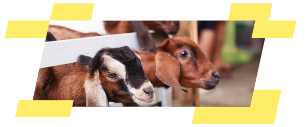 Saiba mais sobre a produção de caprinos e ovinos - Sebrae