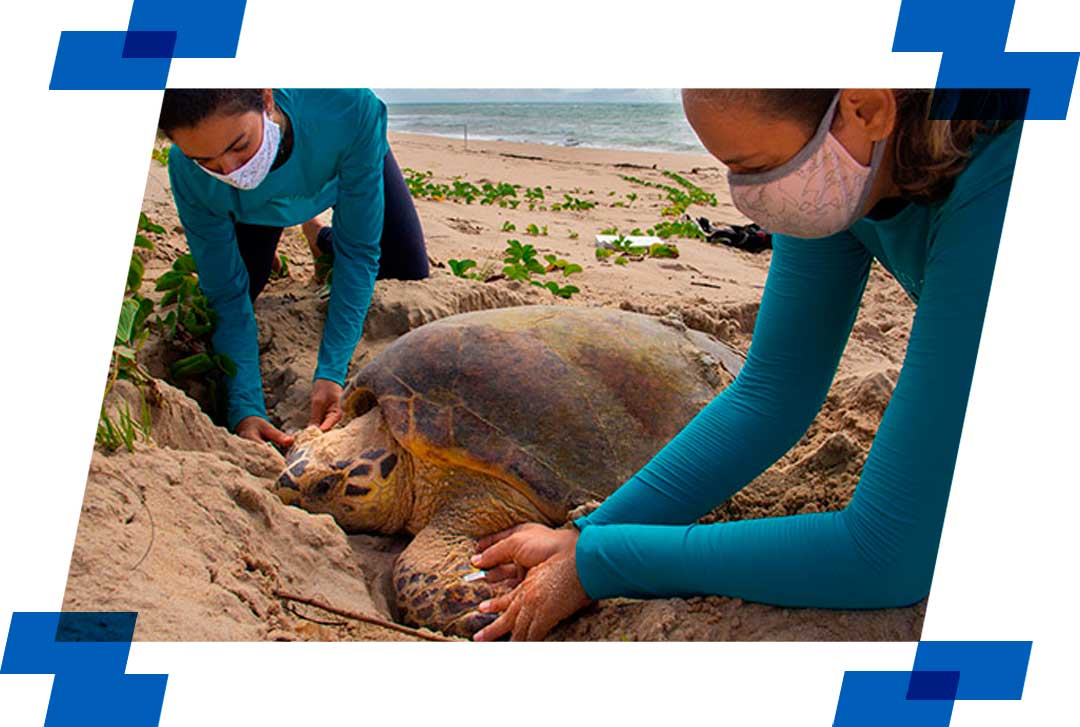 Projeto Tamar inspira e fortalece os empreendimentos de ecoturismo - Sebrae